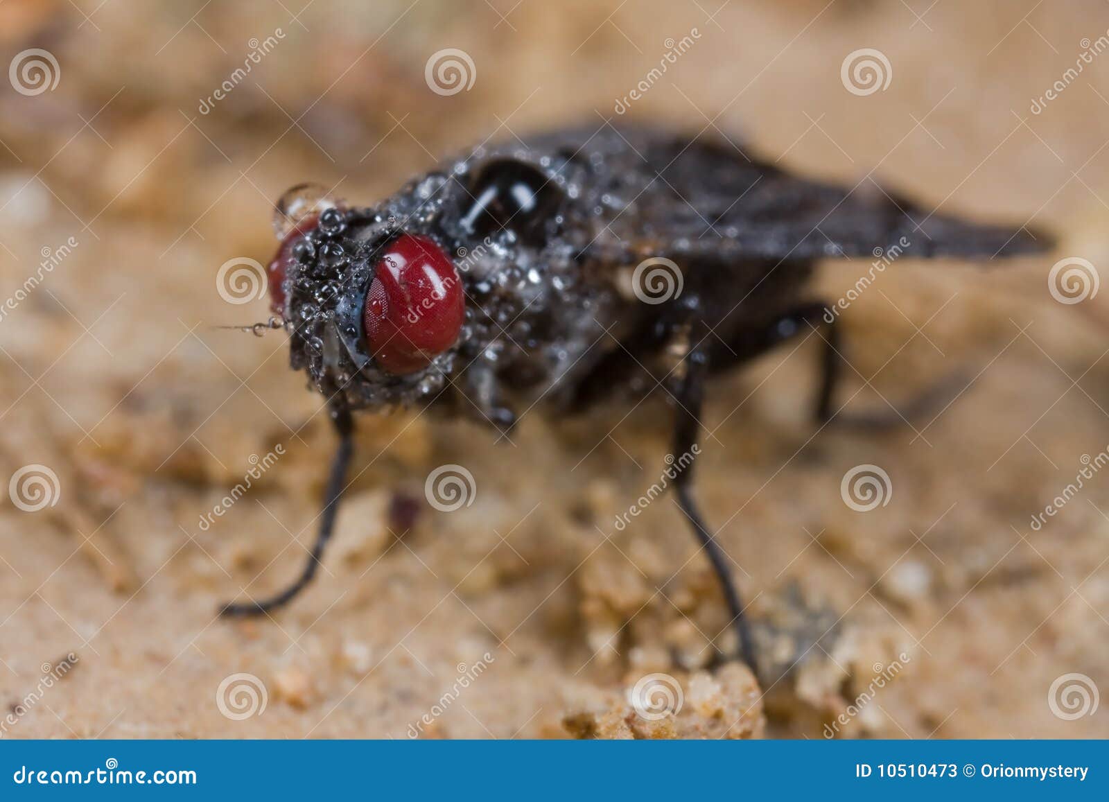 Red eyed, black fly stock image. Image of nature, bluish - 10510473
