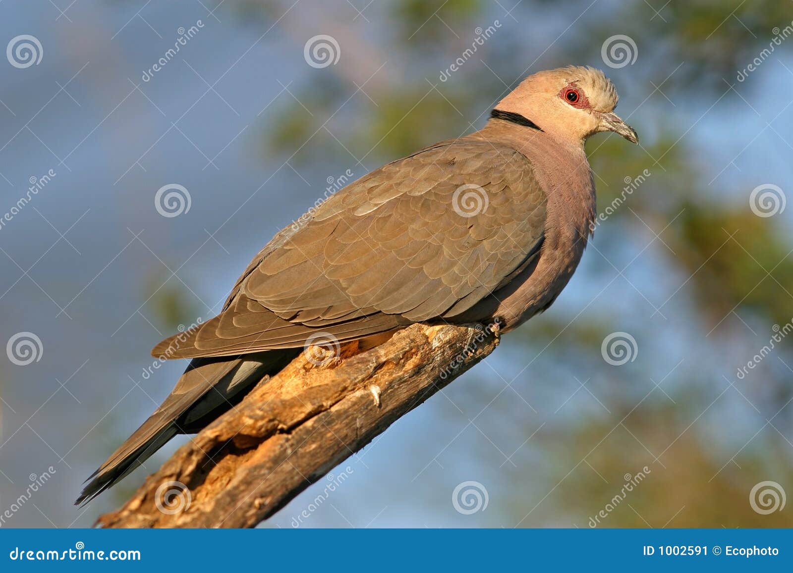 Red-eyed Dove Royalty-Free Stock Photo | CartoonDealer.com #1002591