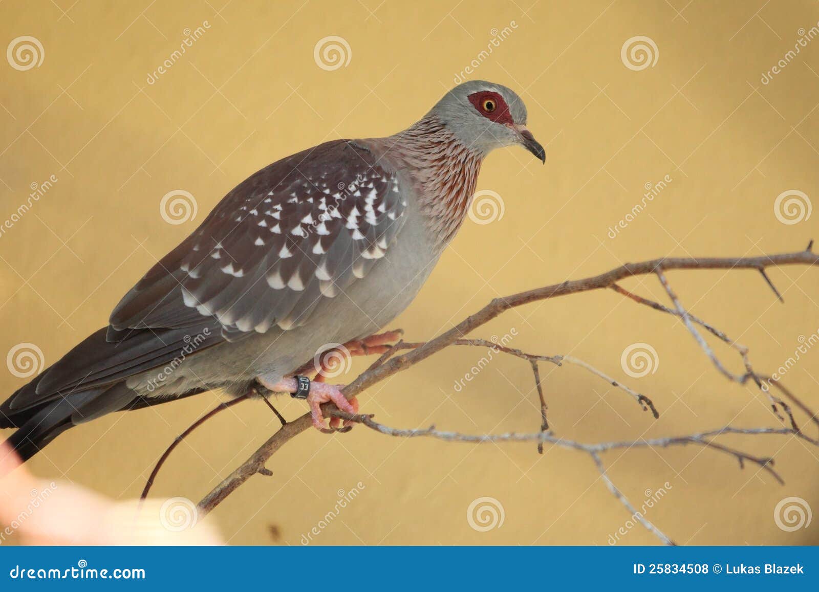 Red-eyed Dove Royalty-Free Stock Photo | CartoonDealer.com #1002591