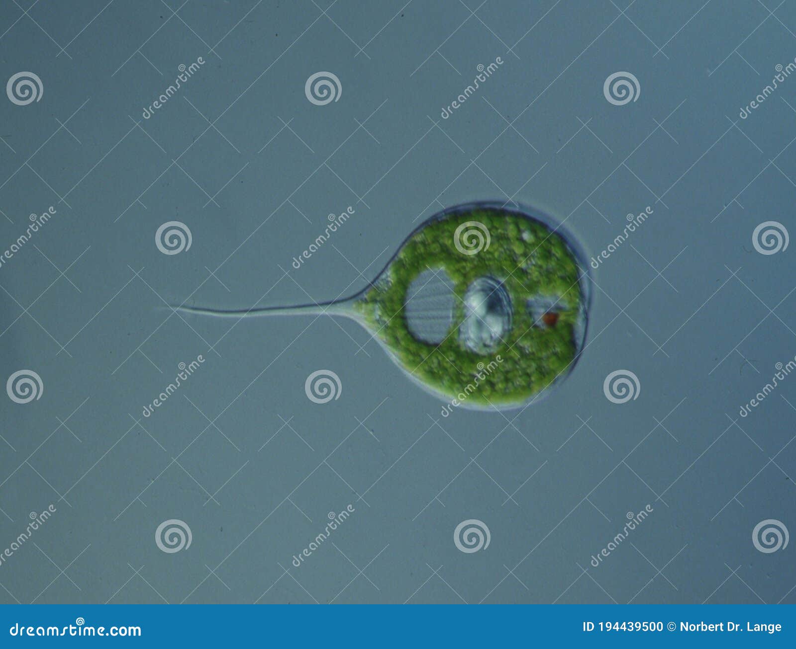 Red-eyed flagella stock photo. Image of green, flagellate - 194439500