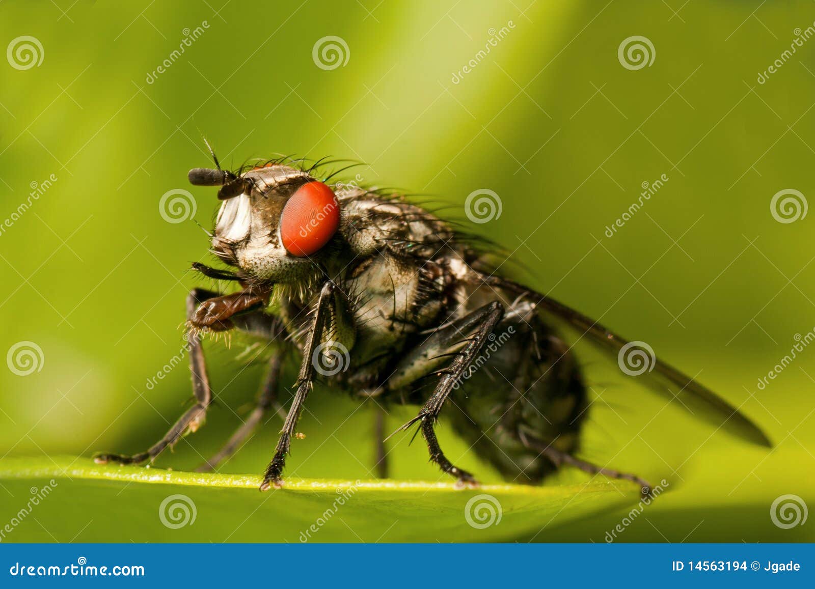 Red eyed Fly stock photo. Image of insect, flies, annoying - 14563194