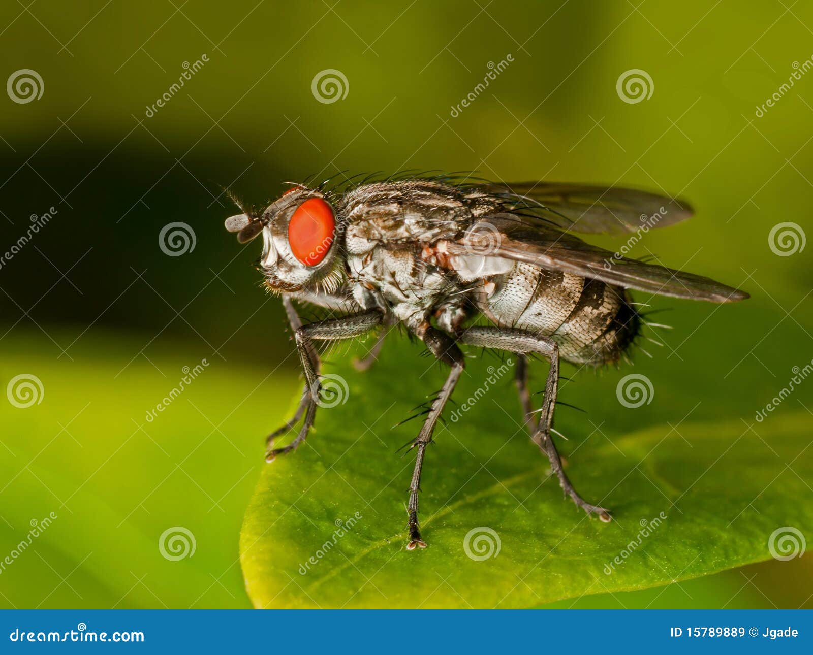Red eyed Fly stock image. Image of close, eyes, macro - 15789889
