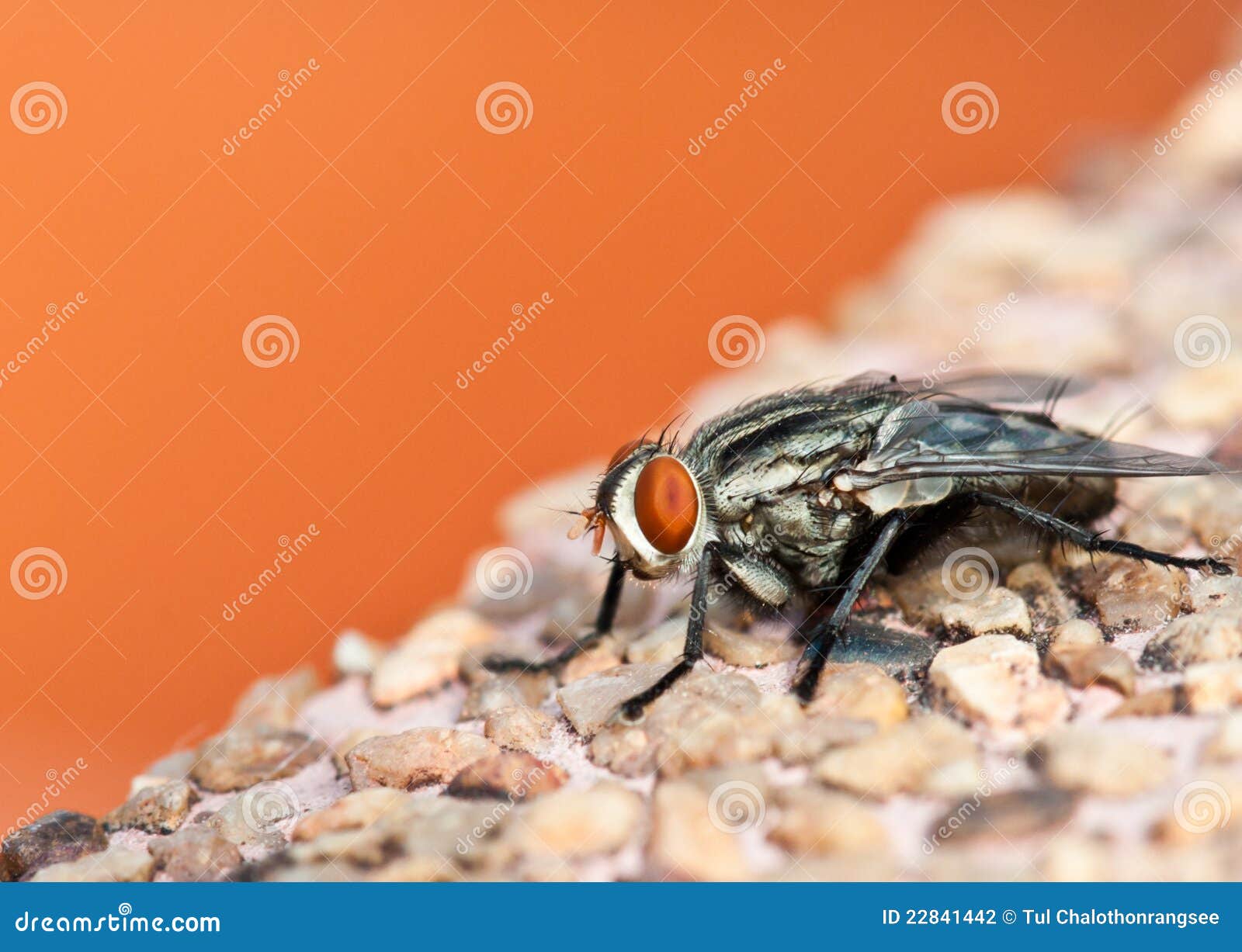 Red eyed fly stock photo. Image of insect, rock, pest - 22841442