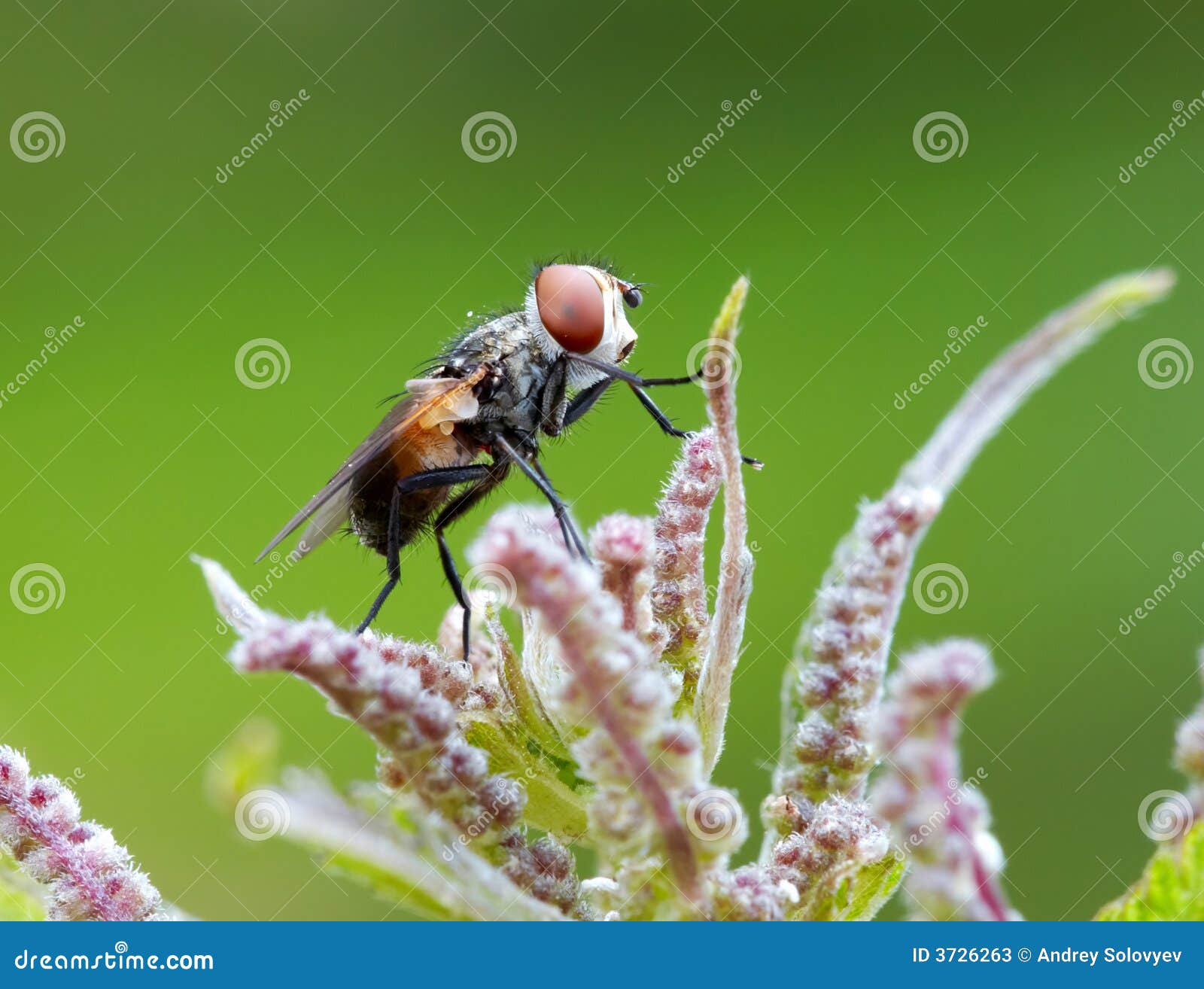 Red-eyed fly stock image. Image of garden, august, july - 3726263