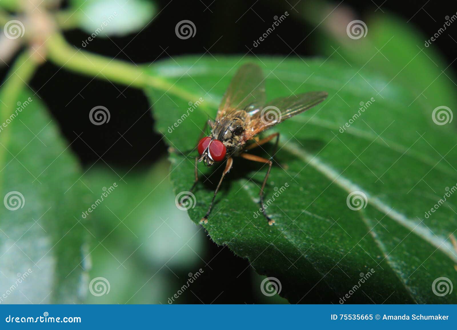 Red eyed fly stock image. Image of nature, eyes, eyed - 75535665