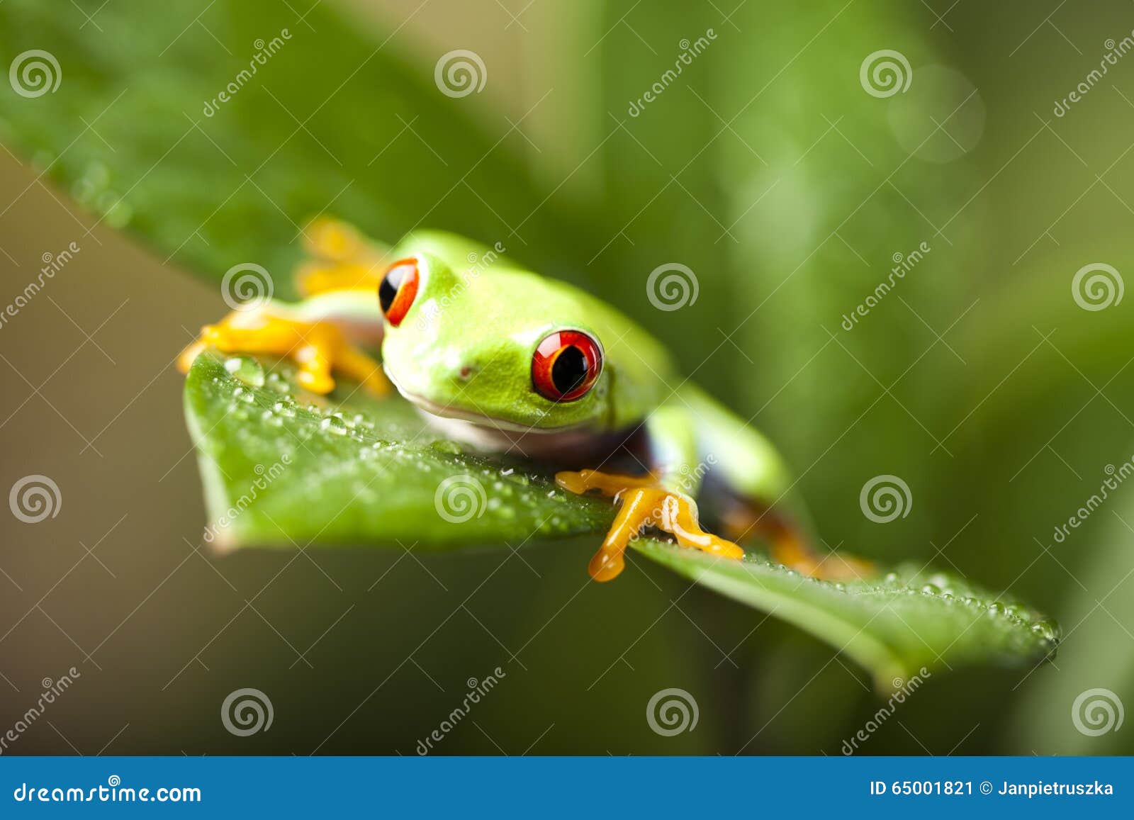 Red eyed frog green tree stock image. Image of hiding - 65001821