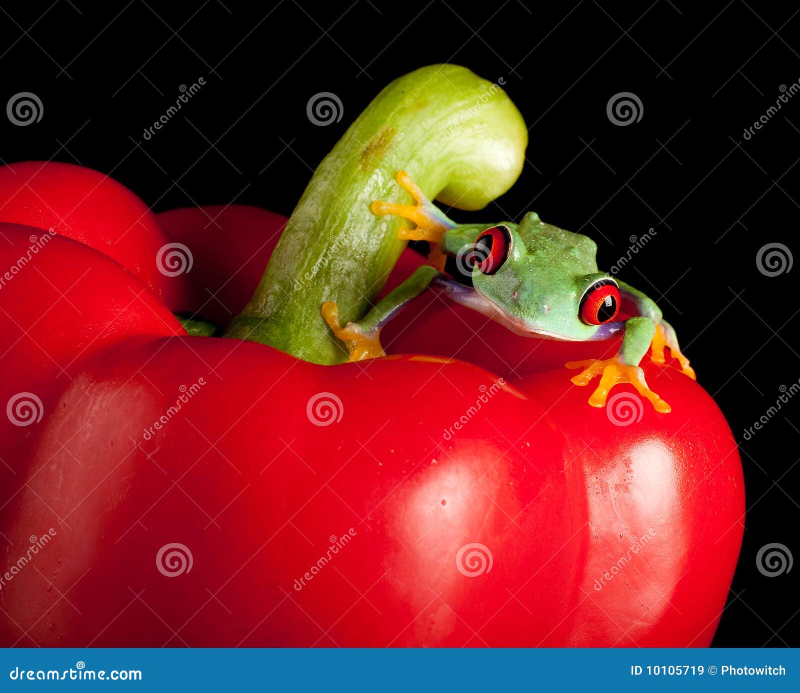 Red Eyed Frog on Red Pepper Stock Image - Image of eyes, nature: 10105719