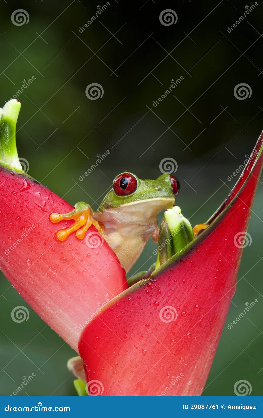 Red-eyed green tree frog stock image. Image of body, america - 29087761