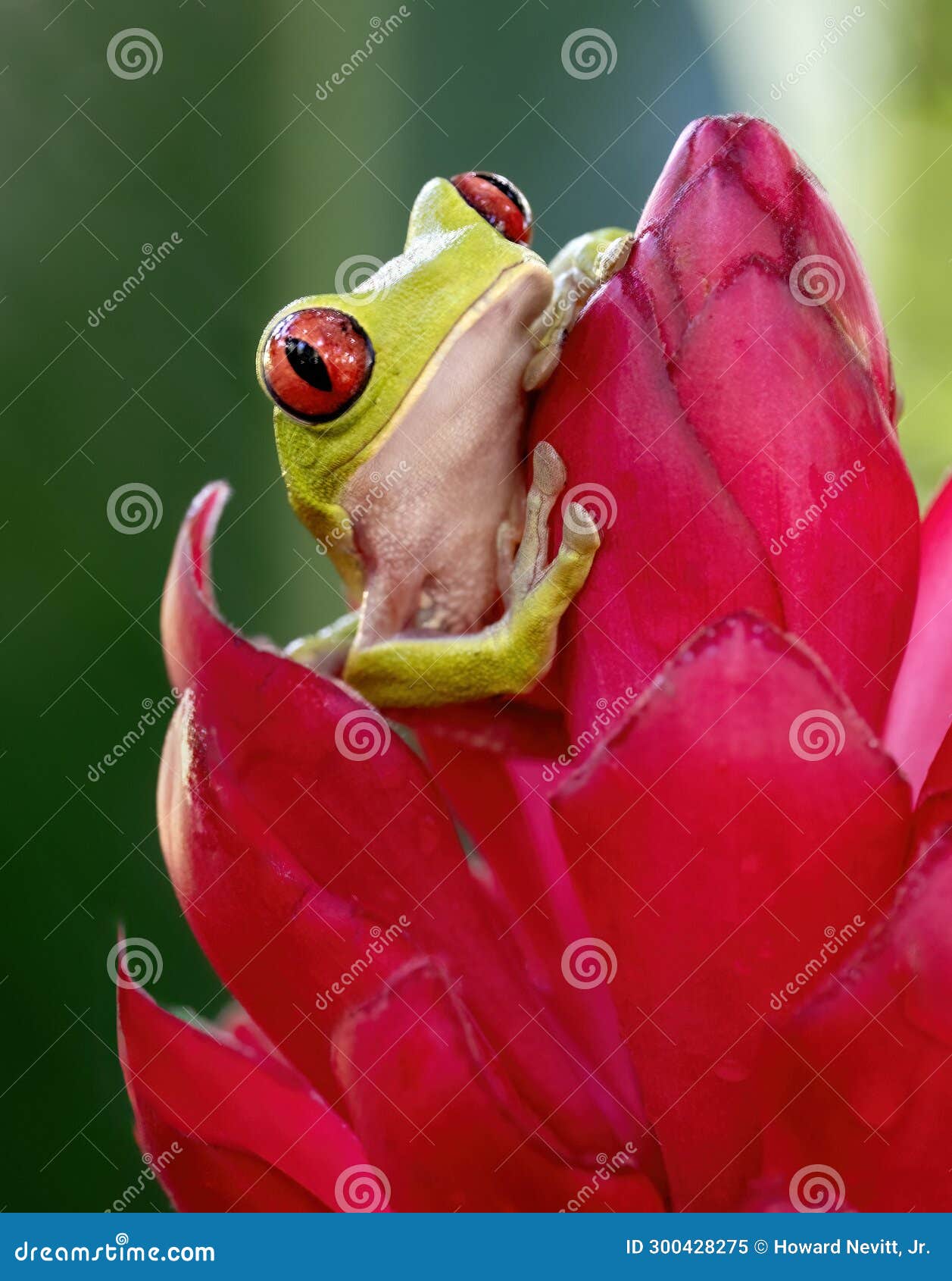 Red-eyed green tree frog stock image. Image of eyed - 300428275