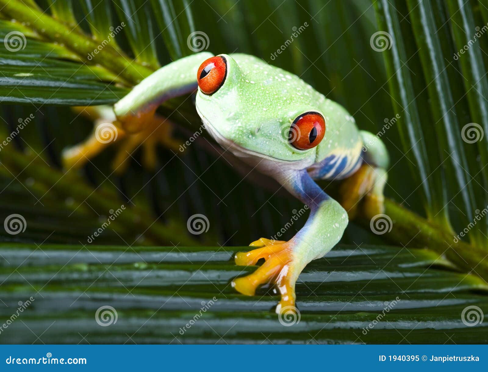 Red eyed leaf frog stock image. Image of adaptation, agalychnis - 1940395