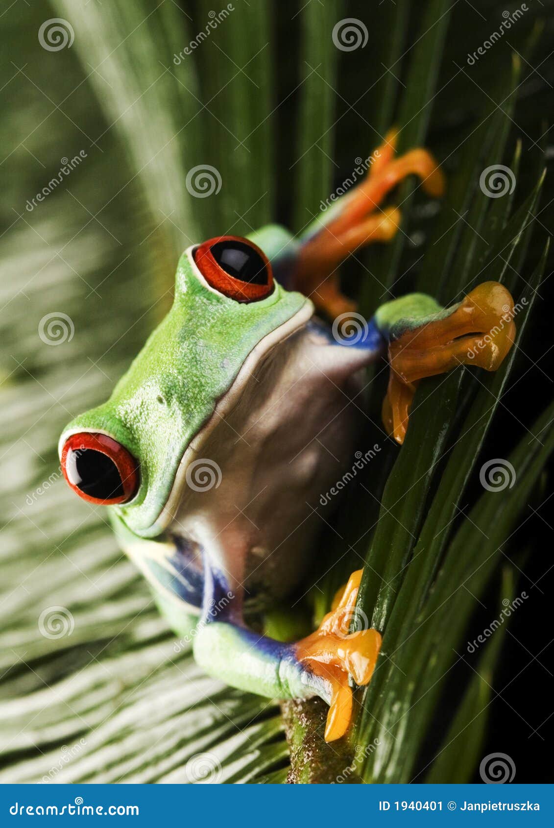 Red eyed leaf frog stock image. Image of bizarre, background - 1940401