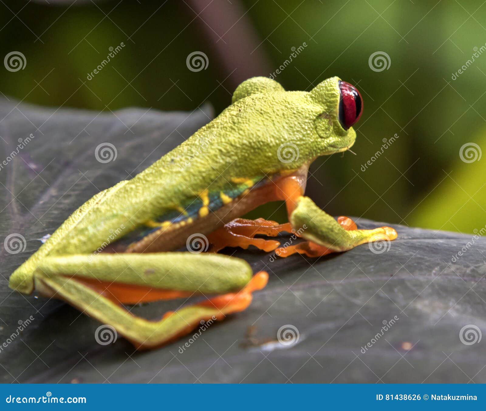 Red-Eyed Leaf Frog stock photo. Image of callidryas, tropical - 81438626