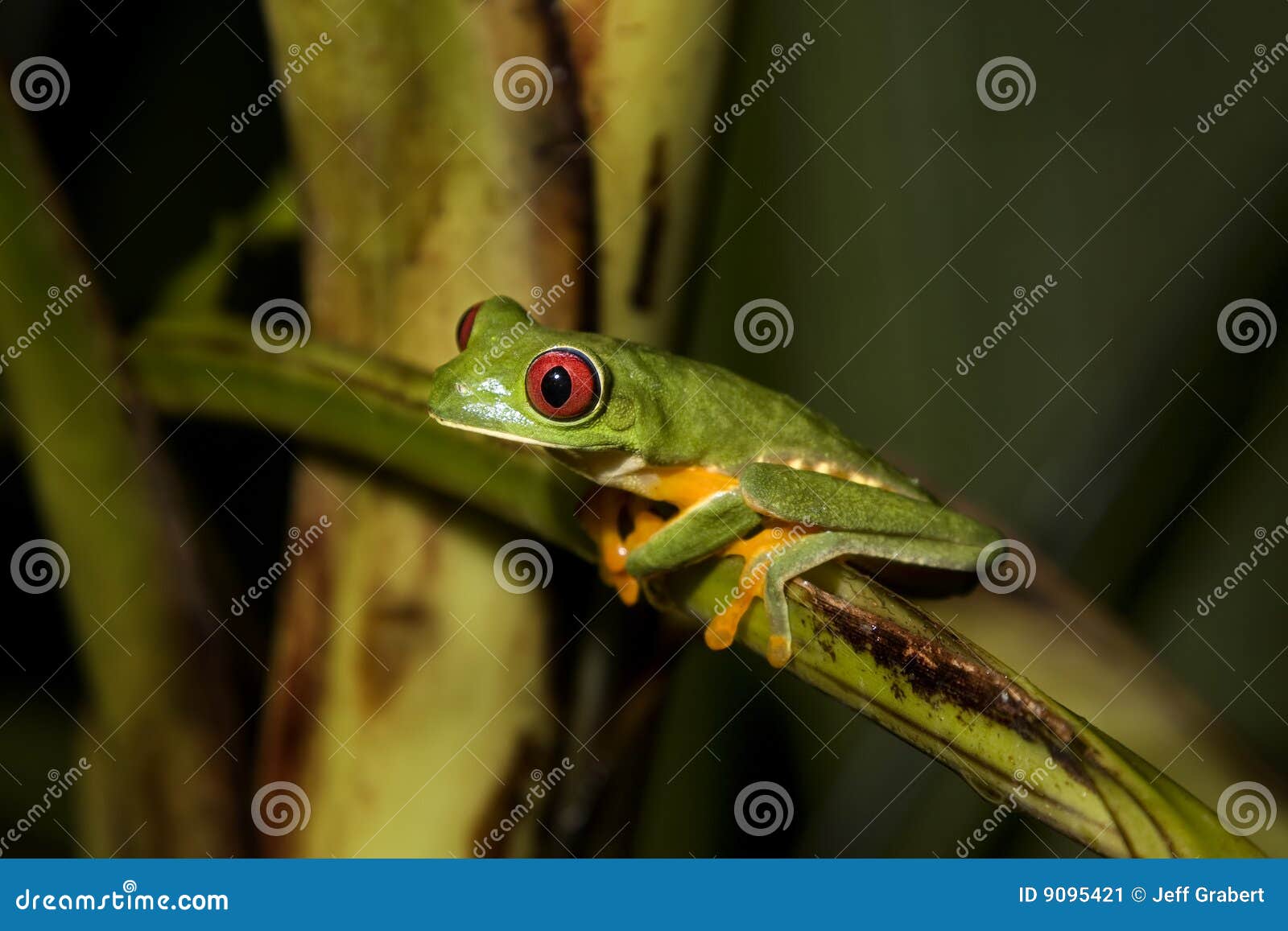 Red-eyed Leaf Frog IV stock image. Image of america, wildlife - 9095421