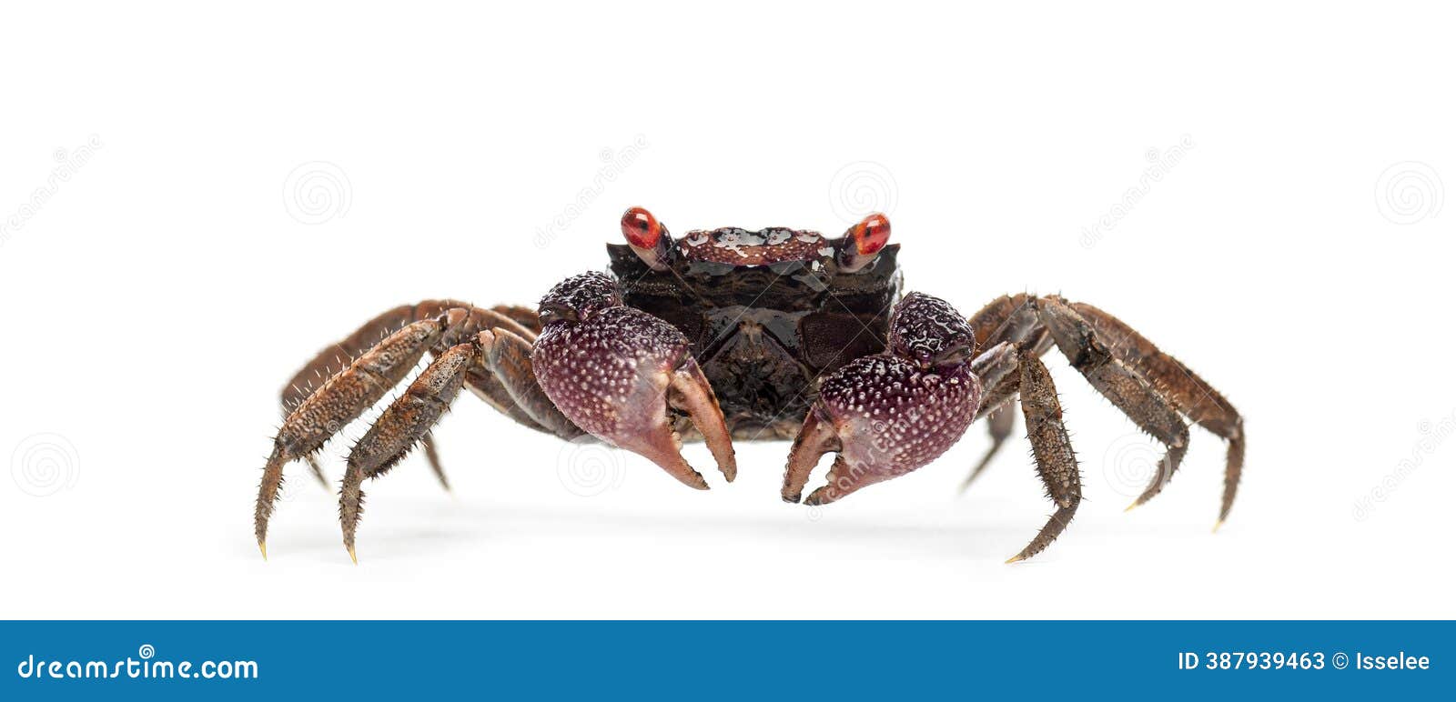 Walking Vampire Portrait Royalty-Free Stock Photography | CartoonDealer ...