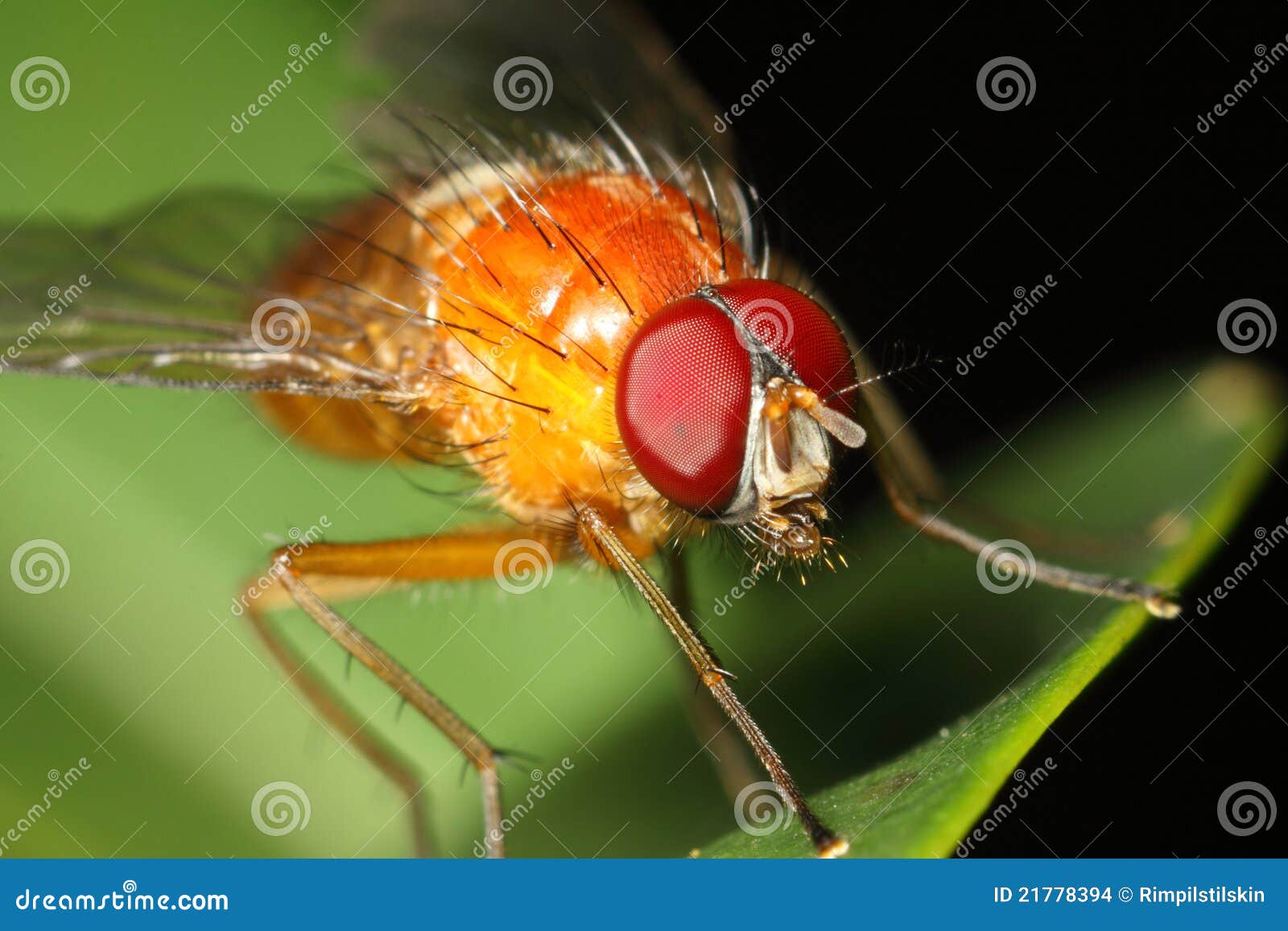 Red Eyed Orange Fly Close Up Stock Photo - Image of macro, green: 21778394