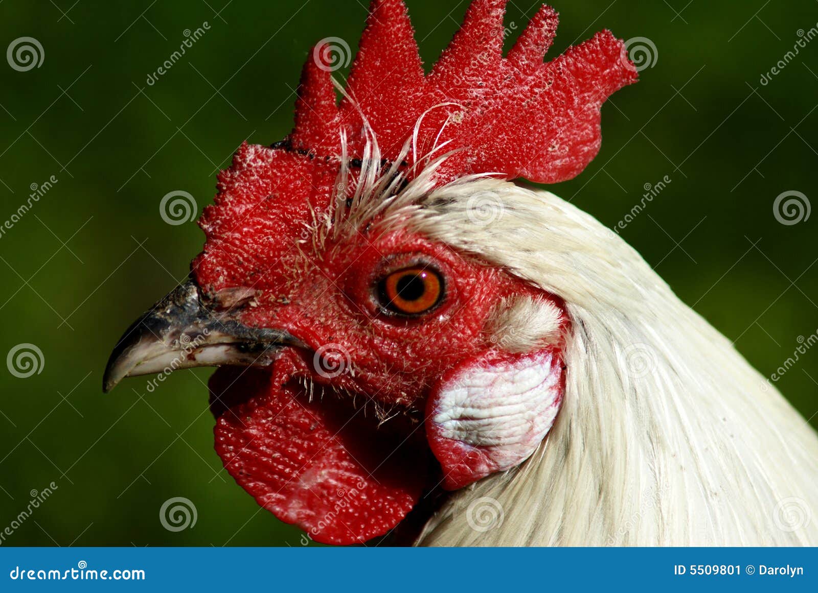 Red-eyed rooster closeup stock image. Image of peck, gallinaceous - 5509801