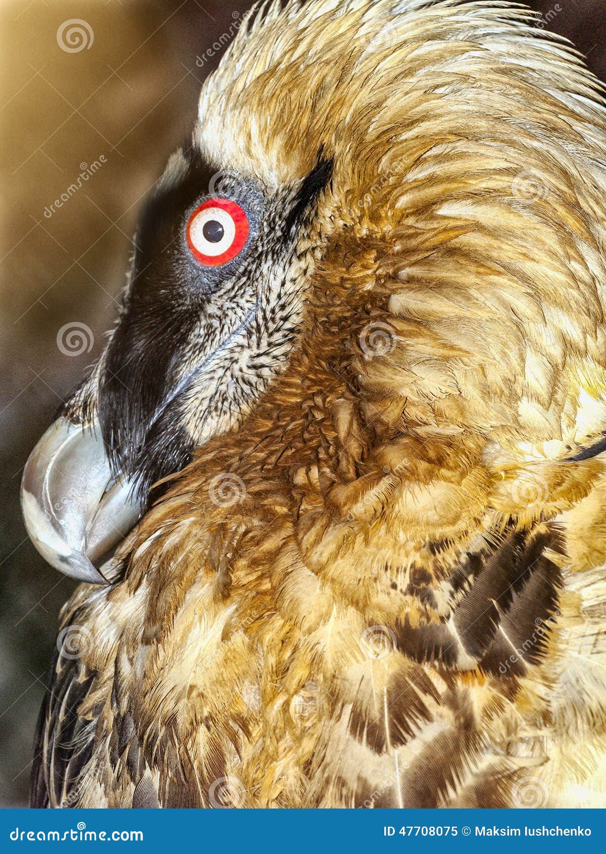 Red-eyed stock image. Image of eyes, unusual, feathers - 47708075