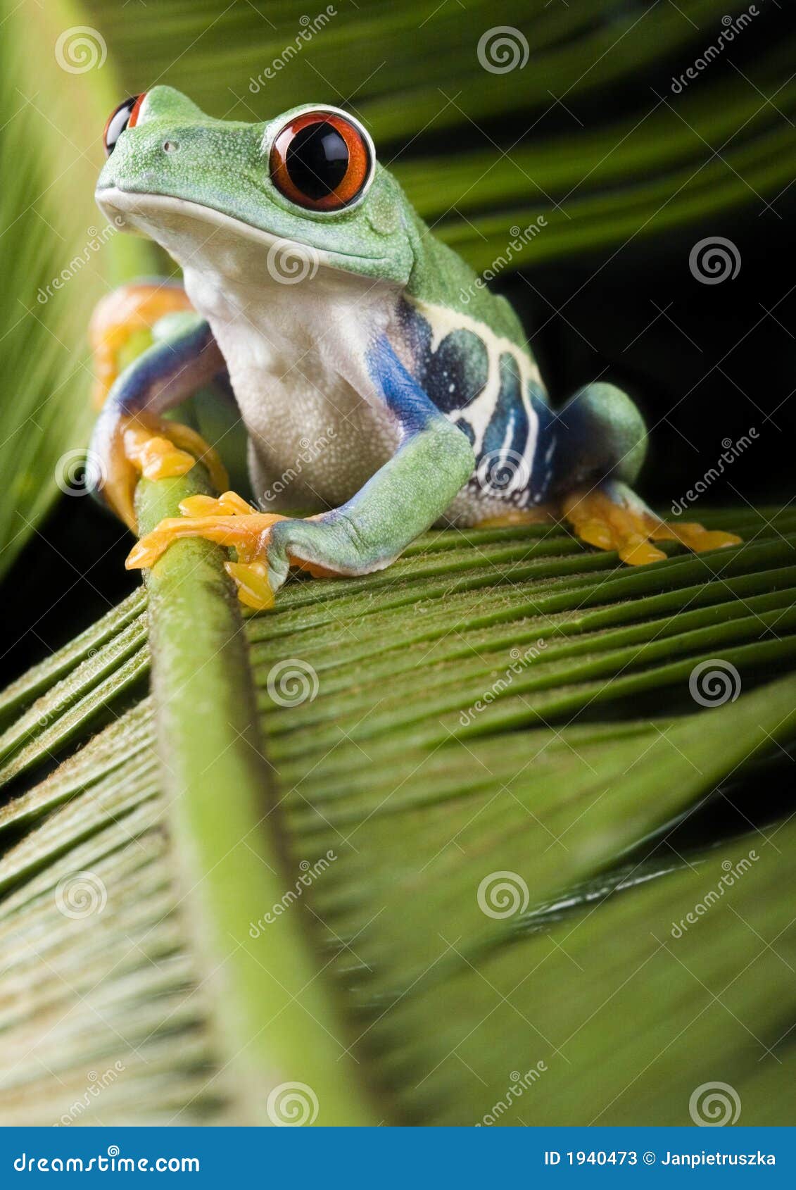 Red eyed tree frog stock image. Image of black, abstraction - 1940473