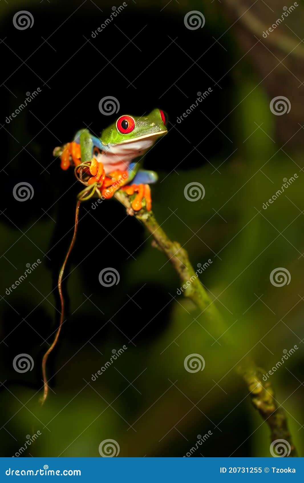 Red-eyed Tree frog stock image. Image of light, frog - 20731255