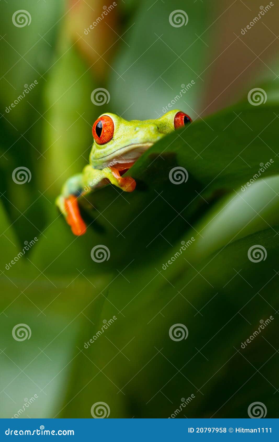 Red eyed tree frog stock photo. Image of face, eyed, environment - 20797958