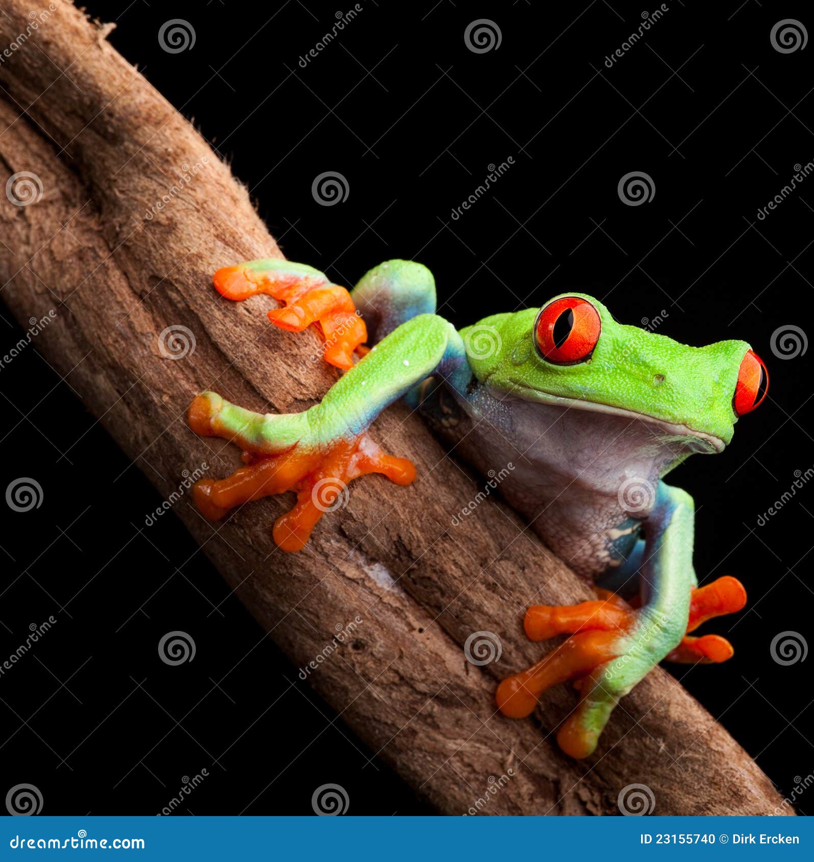 Red eyed tree frog stock photo. Image of eyed, agalichnis - 23155740