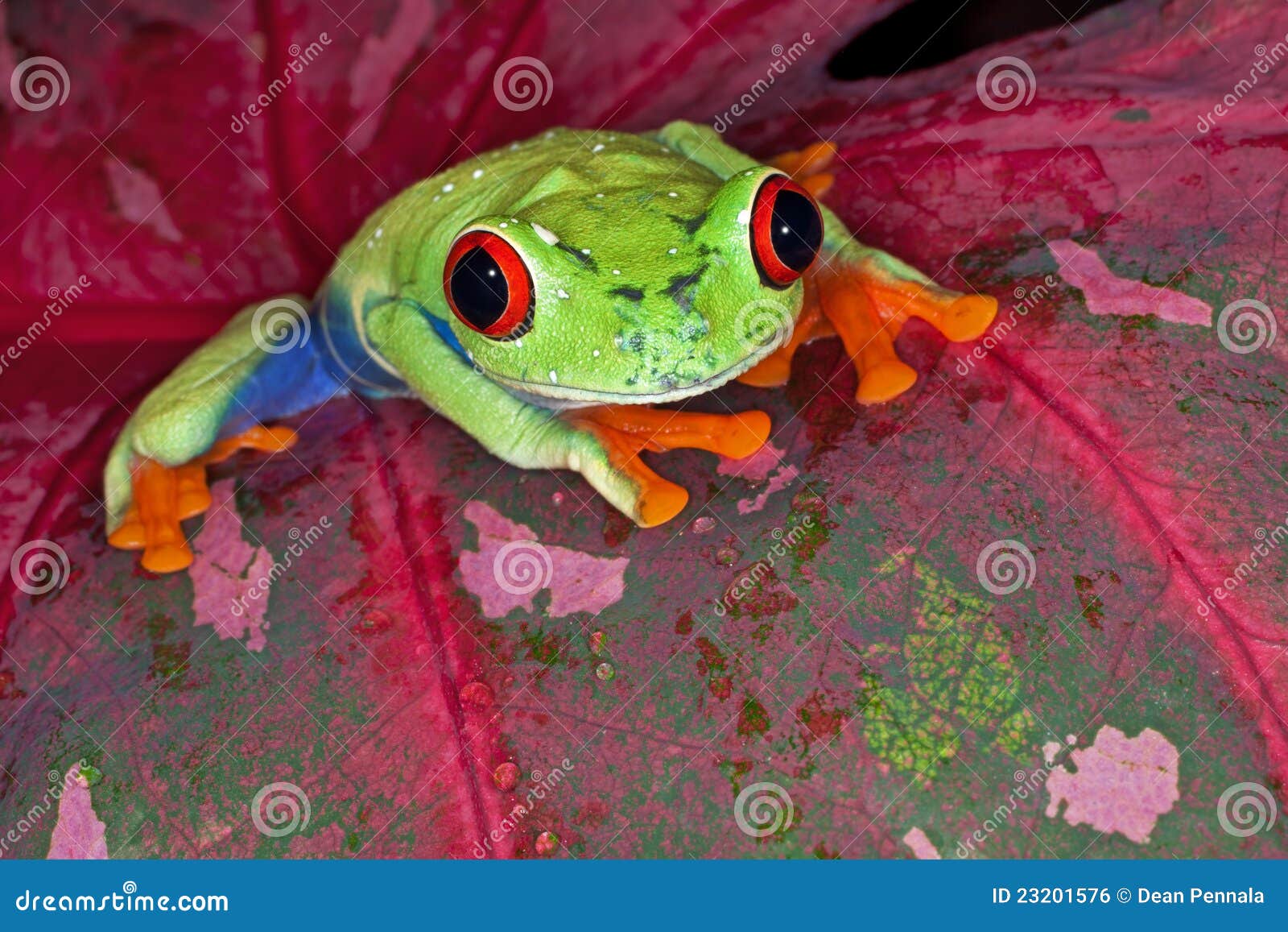 Red-eyed Tree Frog stock photo. Image of callidryas, face - 23201576
