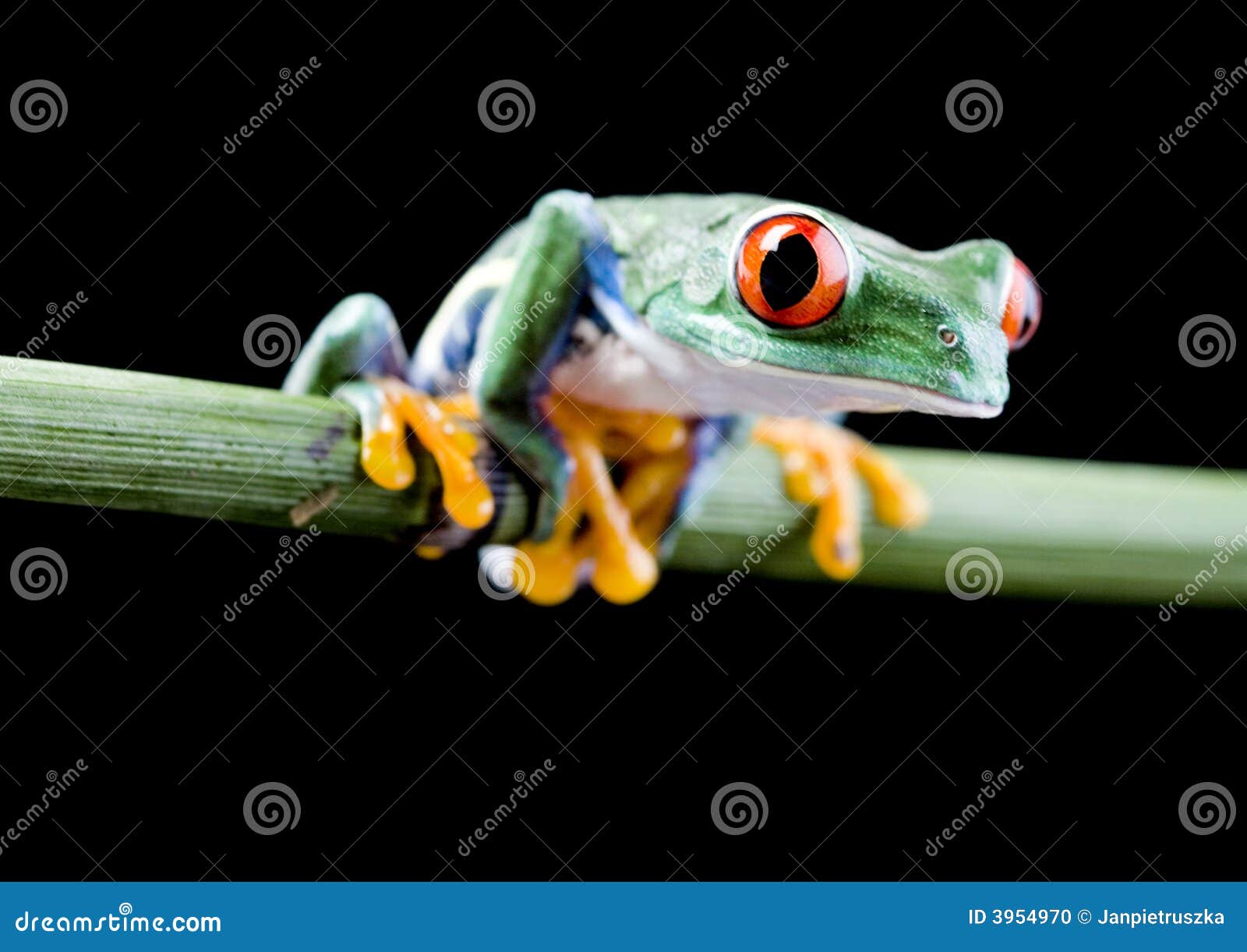 Red eyed tree frog stock photo. Image of amphibian, peep - 3954970