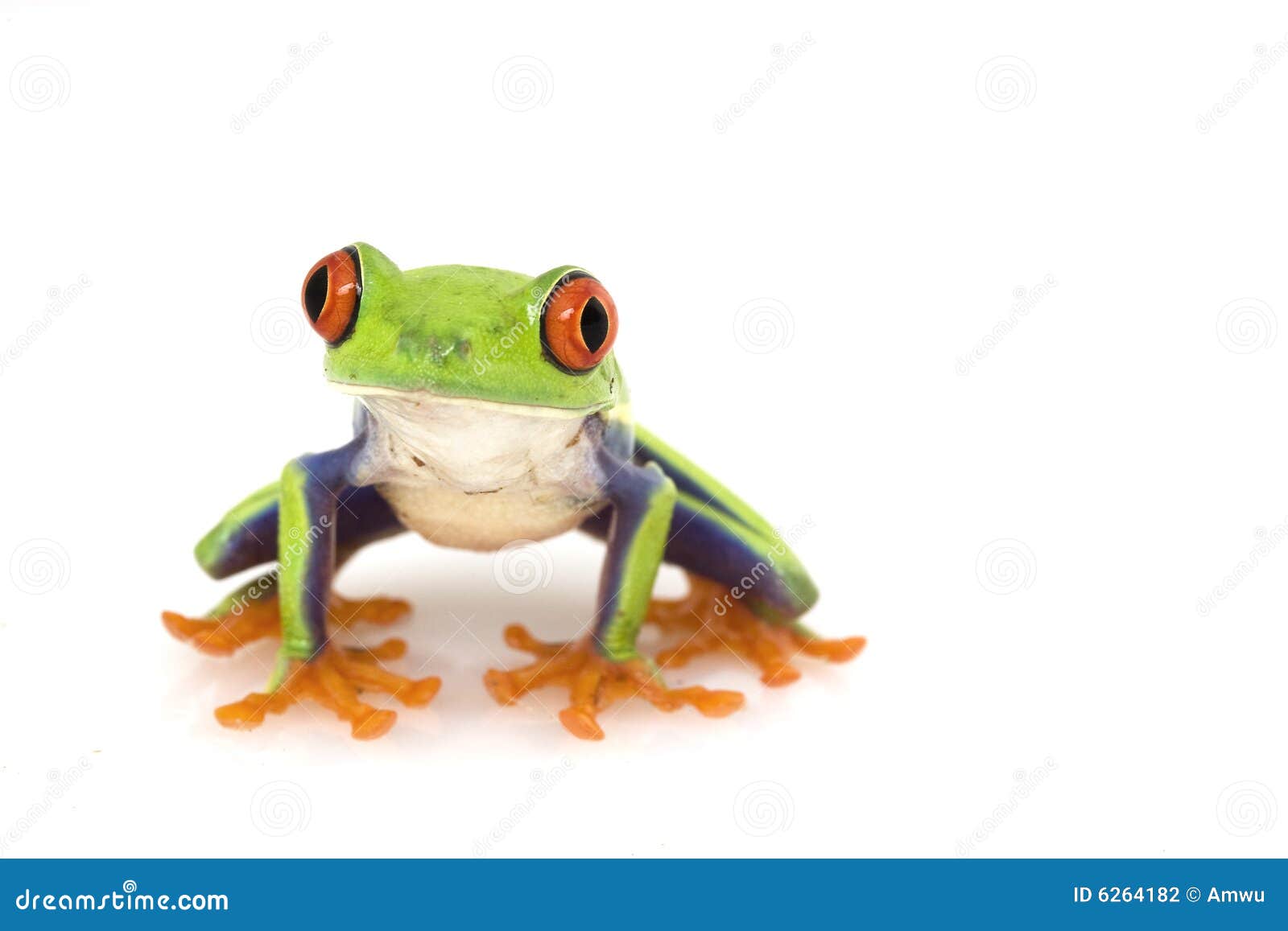 Red Eyed Tree Frog Royalty-Free Stock Photo | CartoonDealer.com #3954891