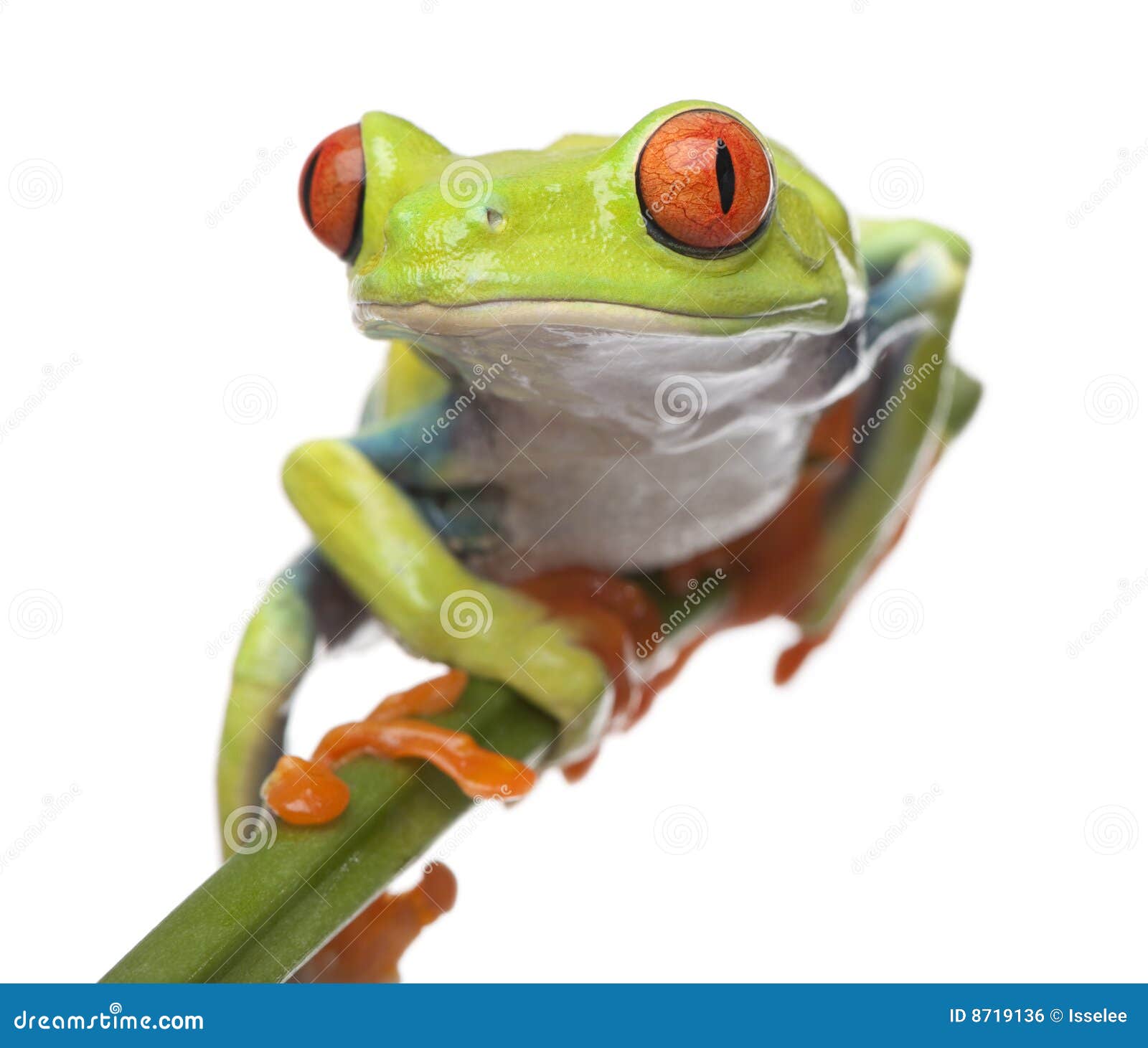 1,310 Tree Frog Front View Stock Photos - Free & Royalty-Free Stock ...