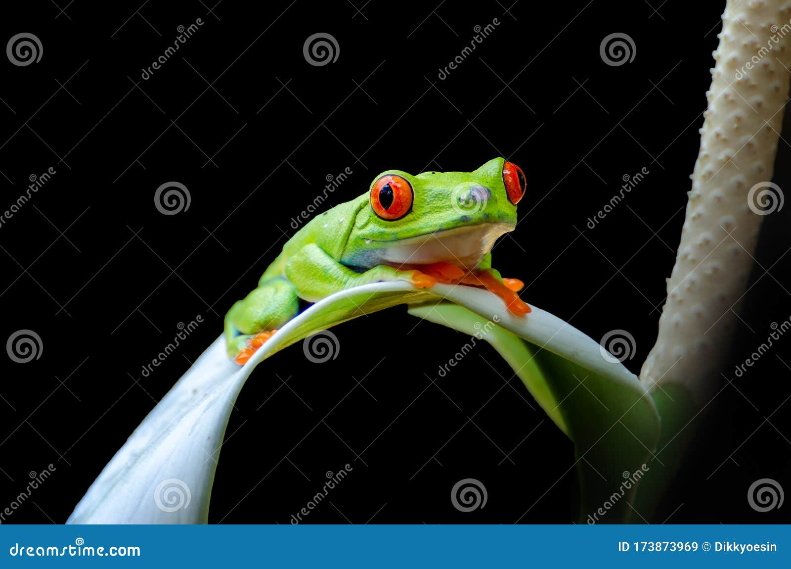 Red Eyed Tree Frog from Amazon Stock Image - Image of frog, full: 173873969