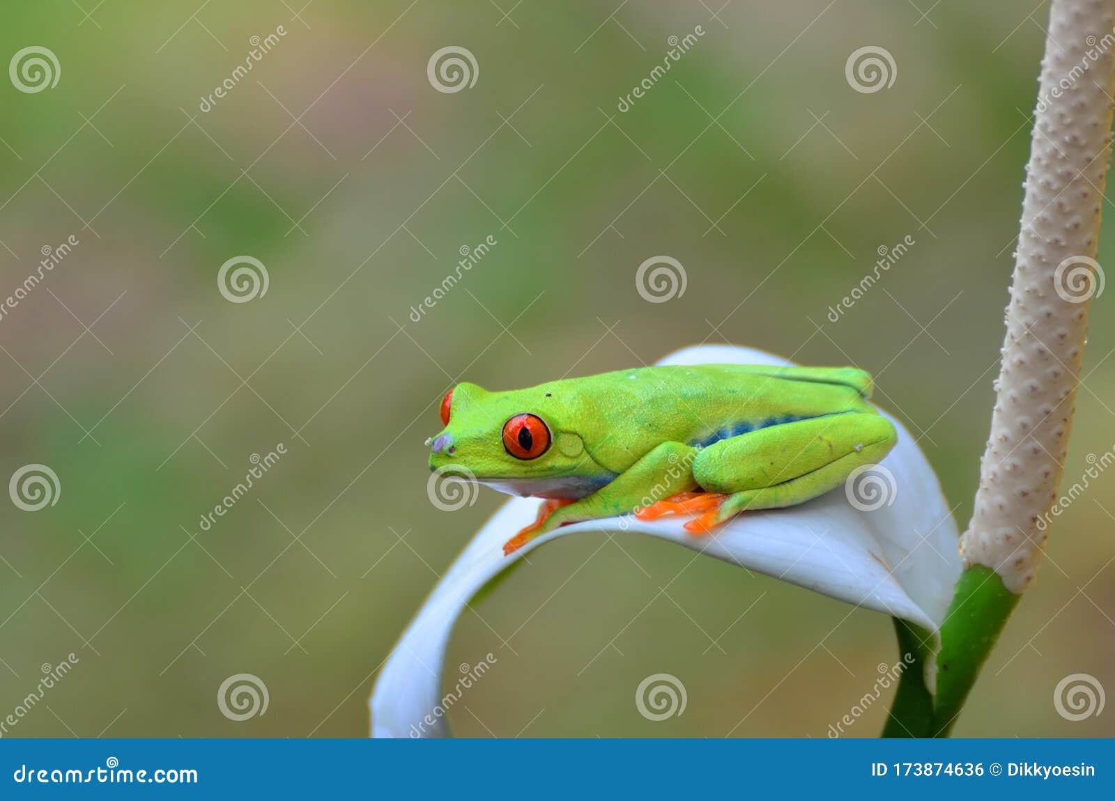 Red Eyed Tree Frog from Amazon Stock Photo - Image of natural, green ...