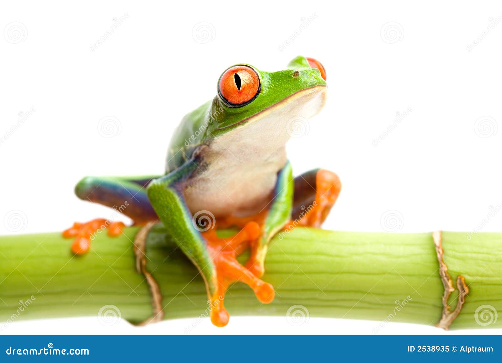 Red-eyed Tree Frog On Bamboo Royalty Free Stock Photo - Image: 2538935