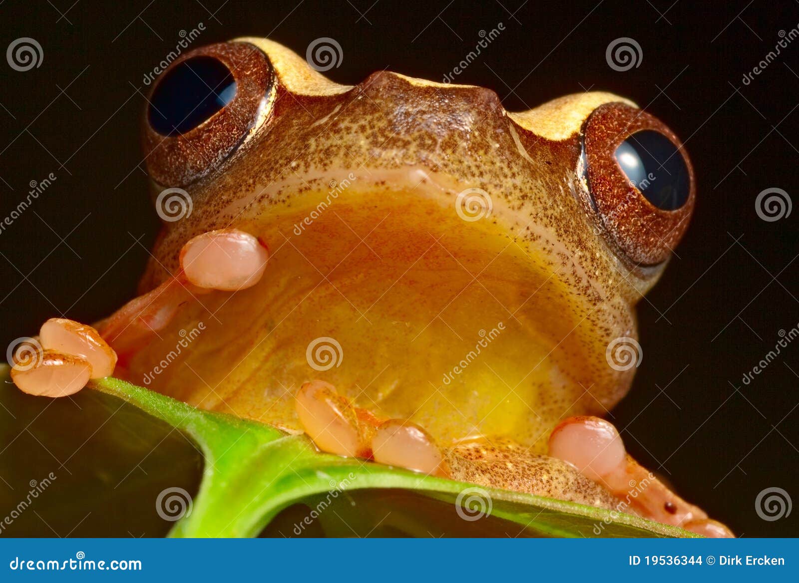 Red Eyed Tree Frog Brazil Amazon Jungle Stock Photo - Image of space ...