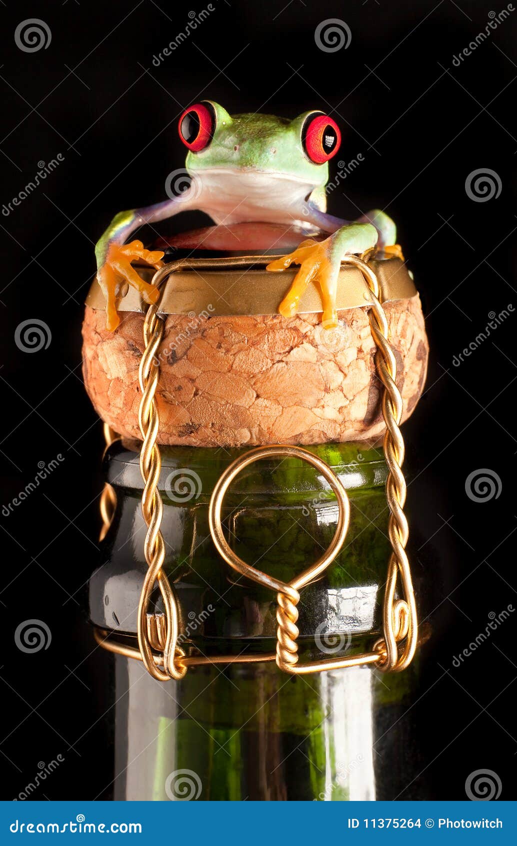 Red Eyed Tree Frog on Champagne Bottle Stock Photo - Image of cork ...