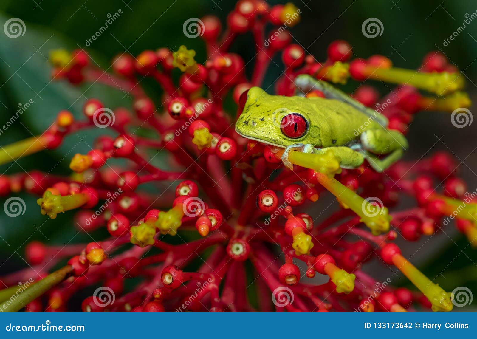 Red Eyed Tree Frog stock photo. Image of florida, branch - 133173642