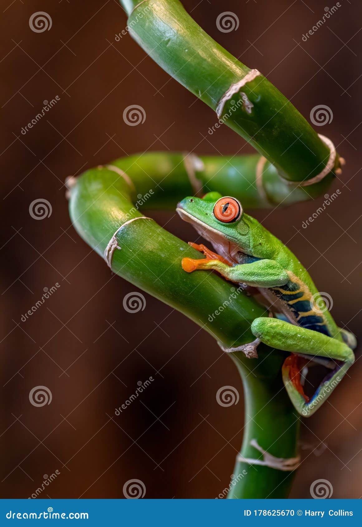 Red-eyed Tree Frog in Costa Rica Stock Photo - Image of bugle, eagle ...