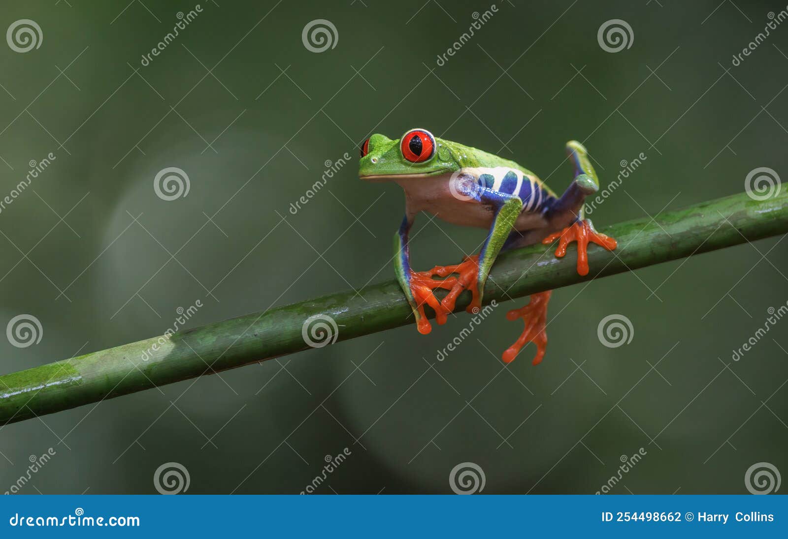 Red-eyed Tree Frog in Costa Rica Stock Photo - Image of africa, autumn ...