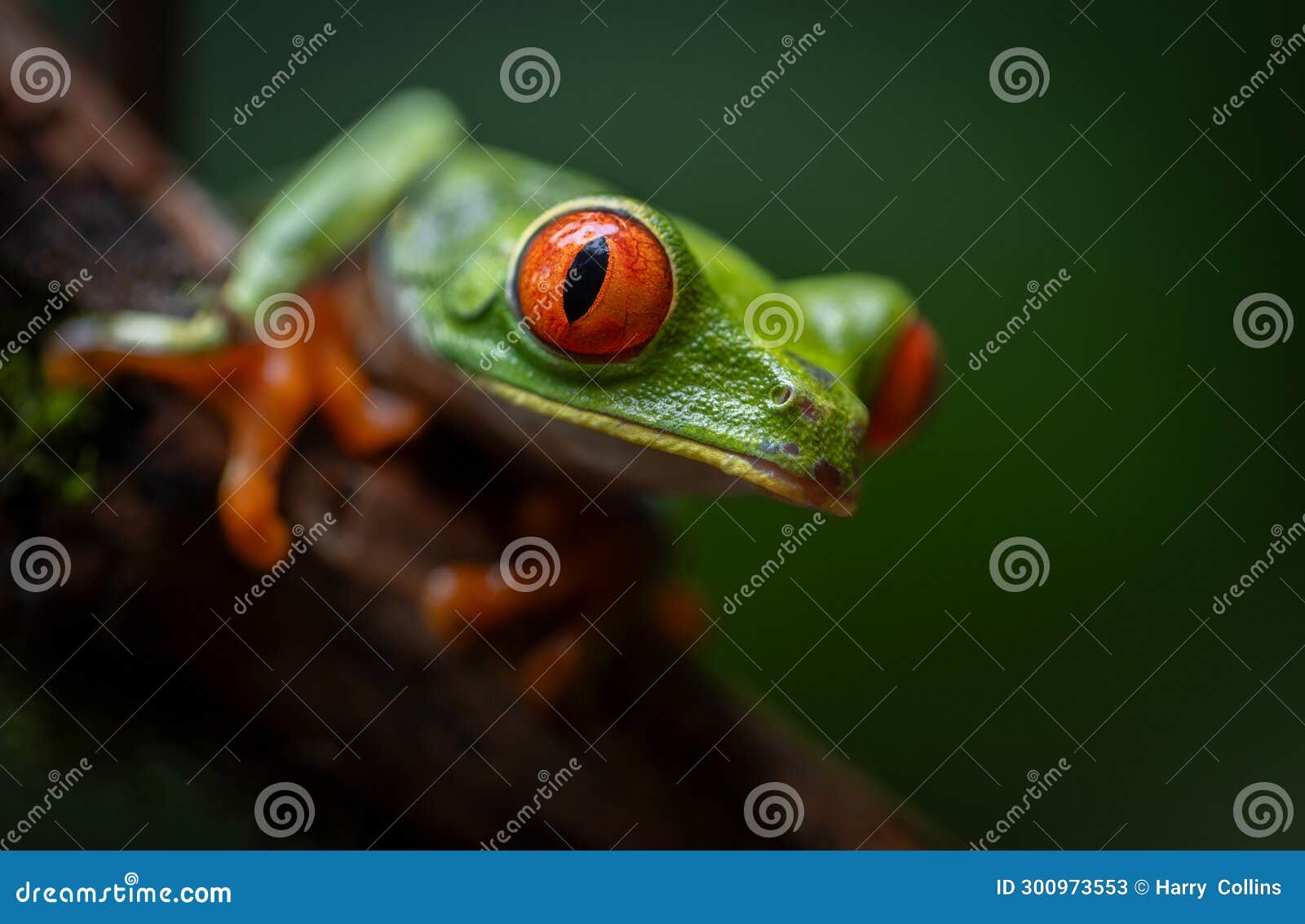 Red-eyed Tree Frog in Costa Rica Stock Image - Image of lizard, reptile ...