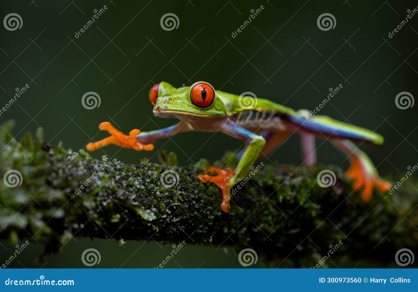 Red-eyed Tree Frog in Costa Rica Stock Photo - Image of green, frog ...