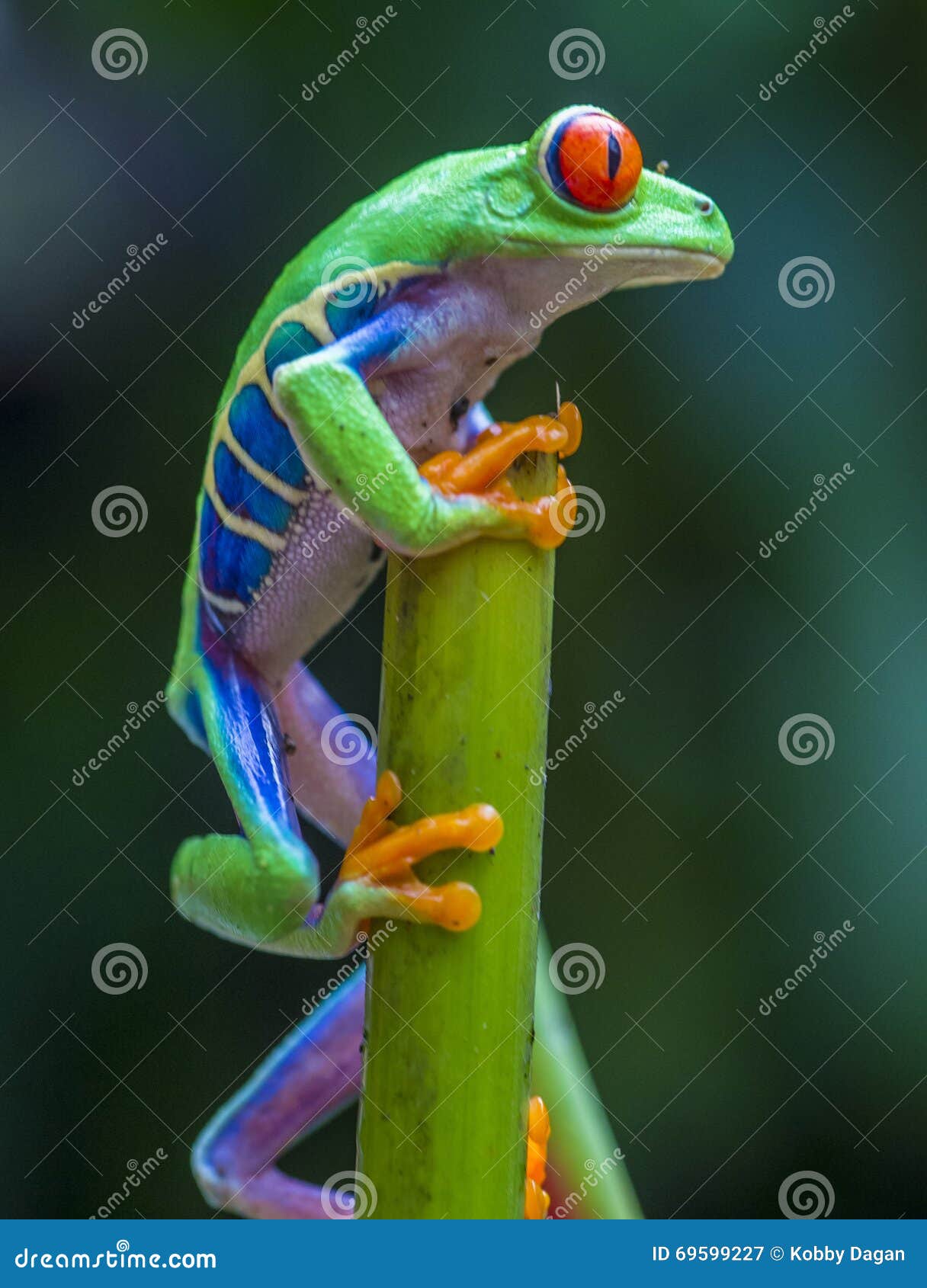 Red-Eyed Tree Frog stock image. Image of wild, eyed, america - 69599227