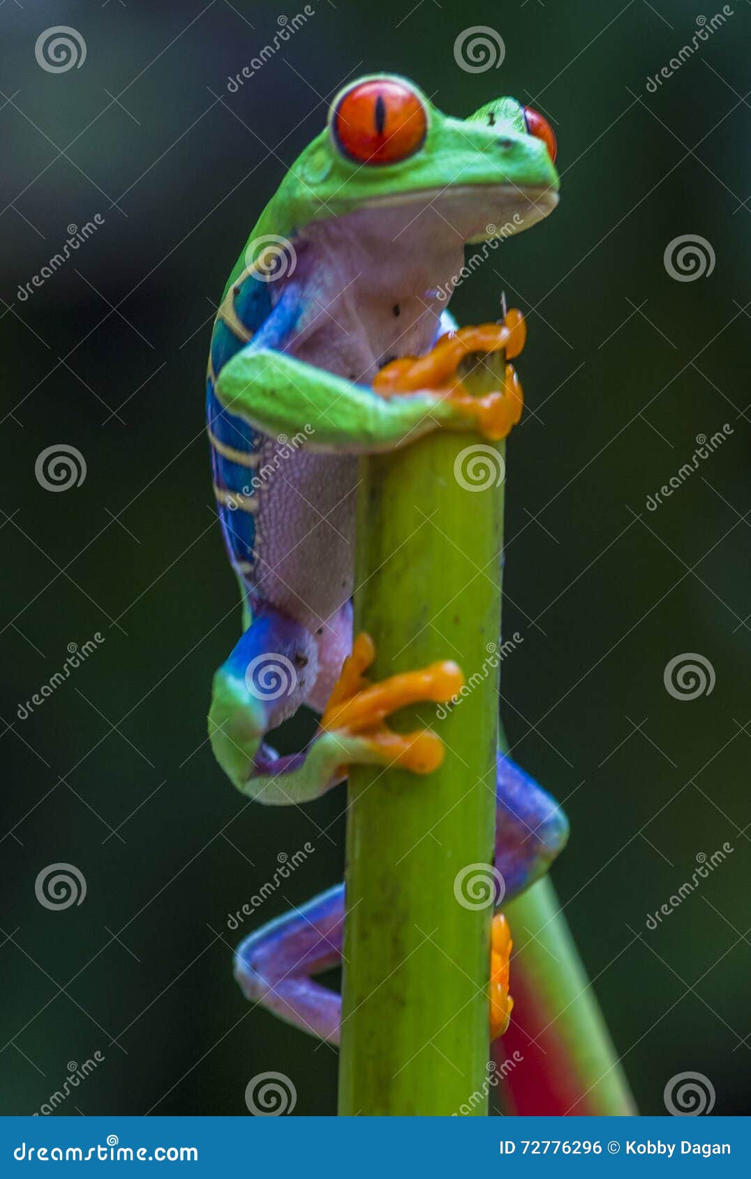 Red-Eyed Tree Frog stock photo. Image of nature, america - 72776296