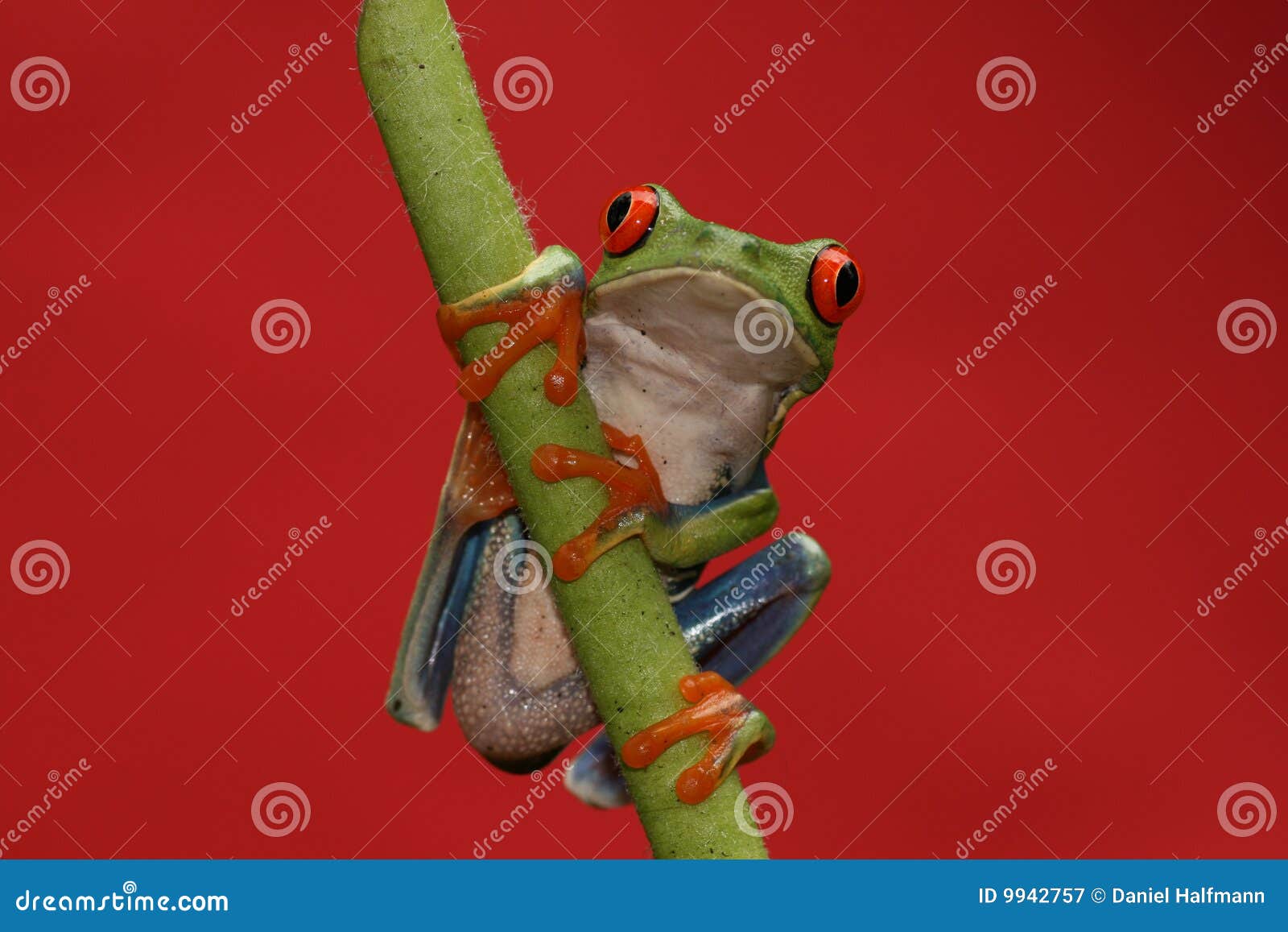 Red Eyed Tree Frog and Flower Stock Image - Image of stare, costa: 9942757
