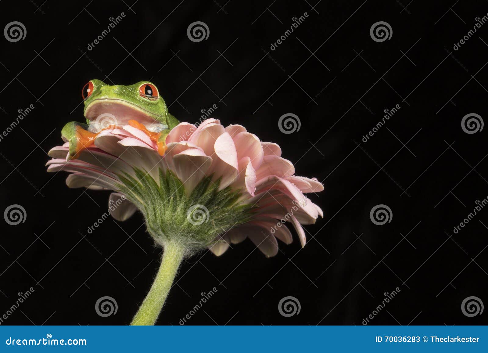 Frog In Red Flower. Red-eyed Tree Frog, Agalychnis Callidryas, Animal ...