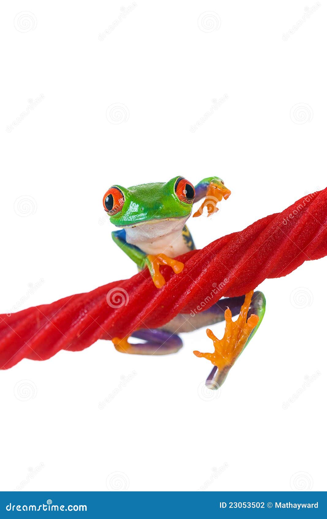 Red Eyed Tree Frog Hanging on a Licorice Rope Stock Photo - Image of ...