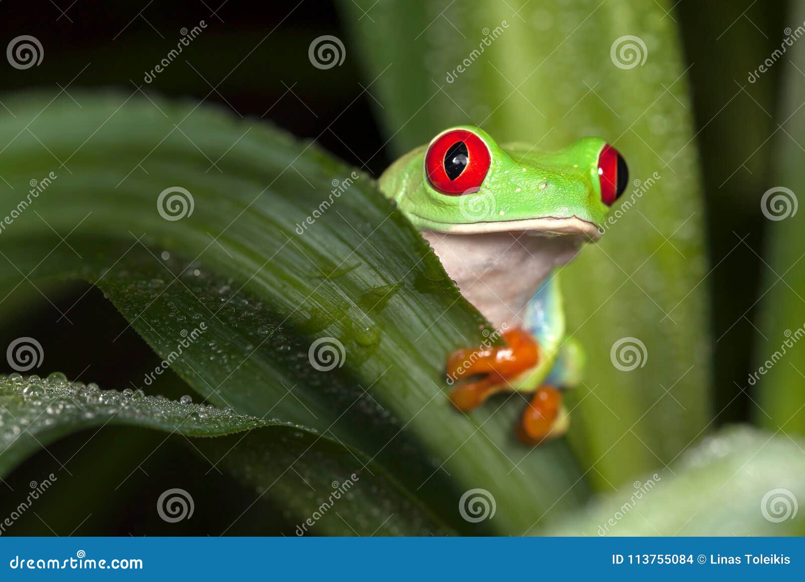 Red Eyed Tree Frog Hiding Behind the Leaf Stock Photo - Image of rain ...