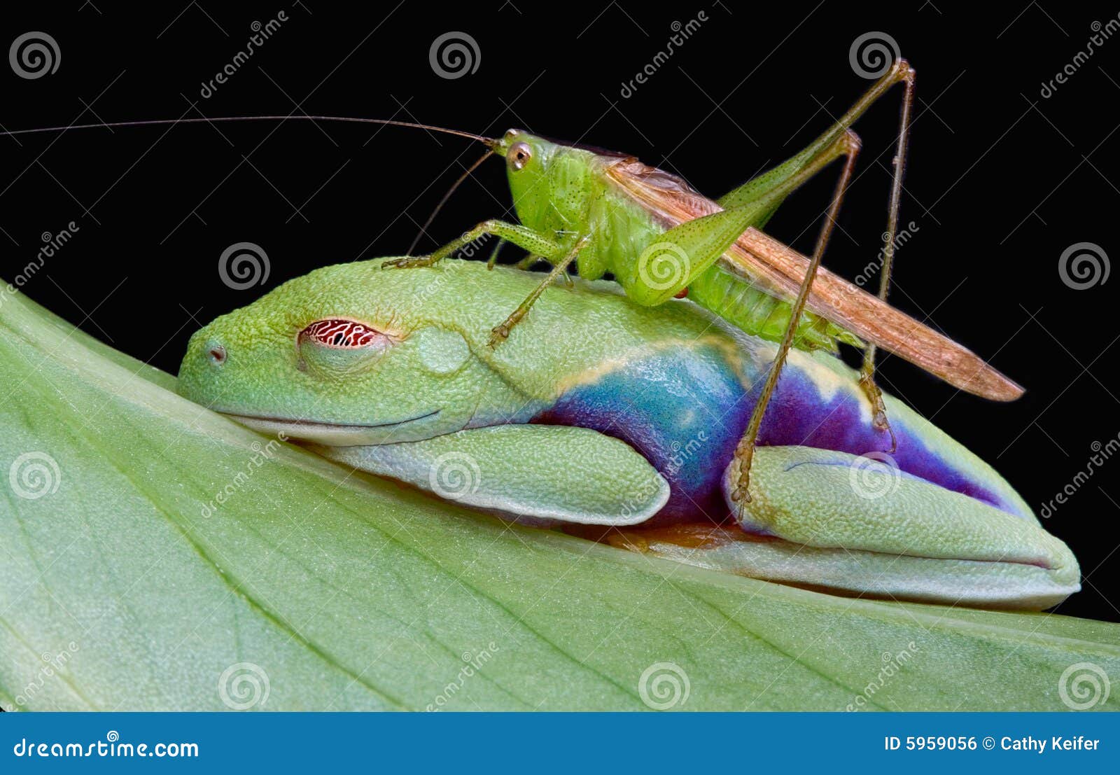 Red-eyed Tree Frog with Hopper Stock Photo - Image of wildlife, ribit ...