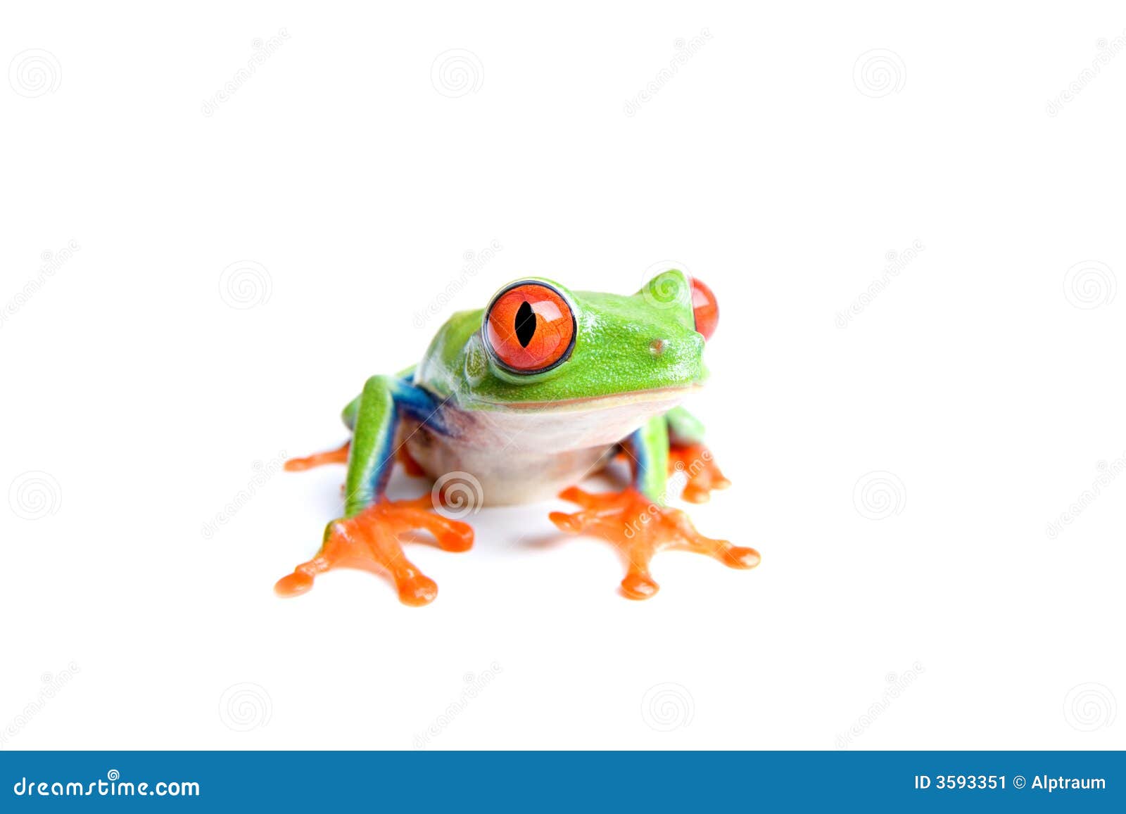 Isolated Red Eyed Green Tree Frog Stock Photography | CartoonDealer.com ...