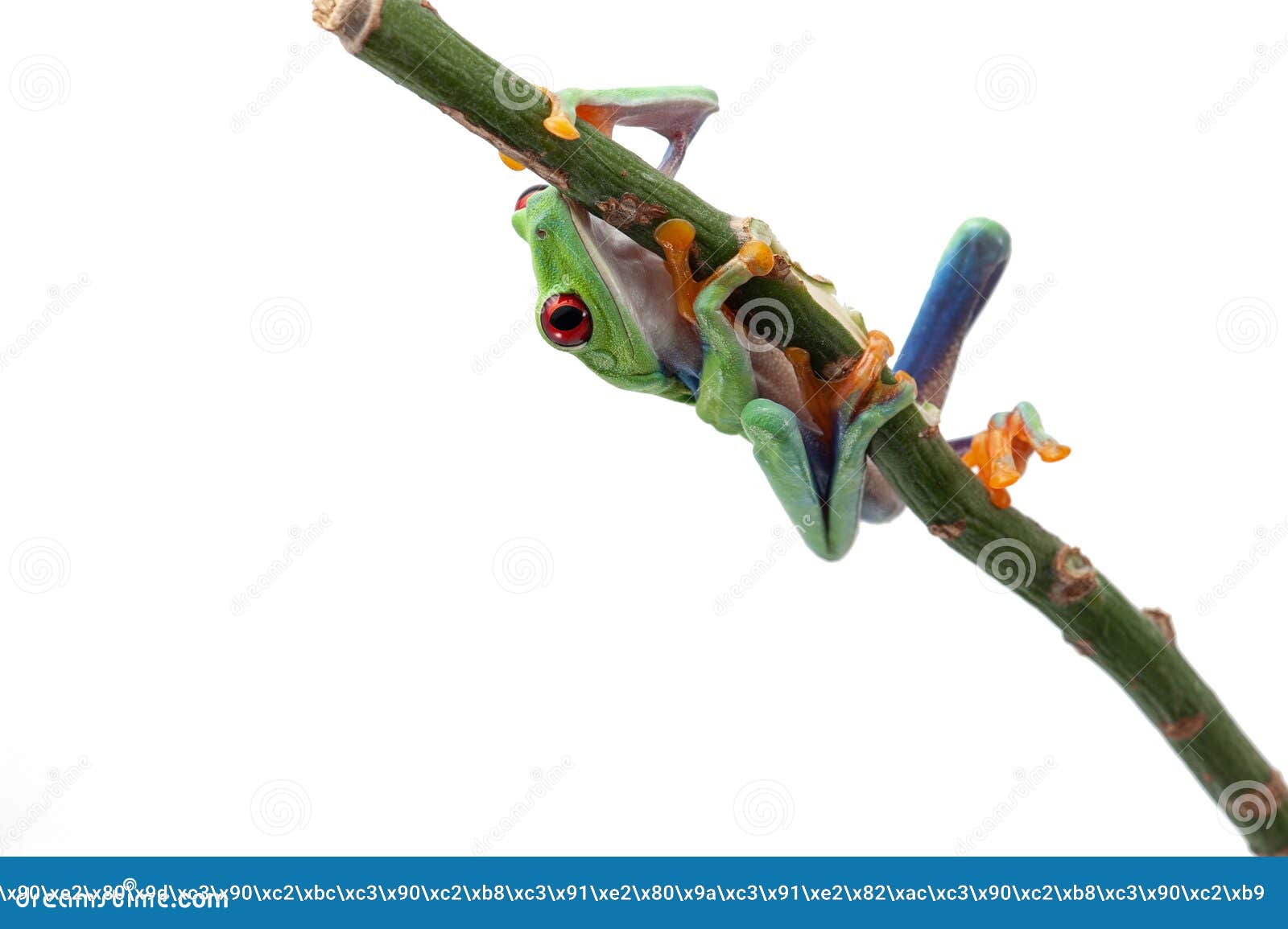 Red Eyed Tree Frog Isolated on White Background Stock Image - Image of ...