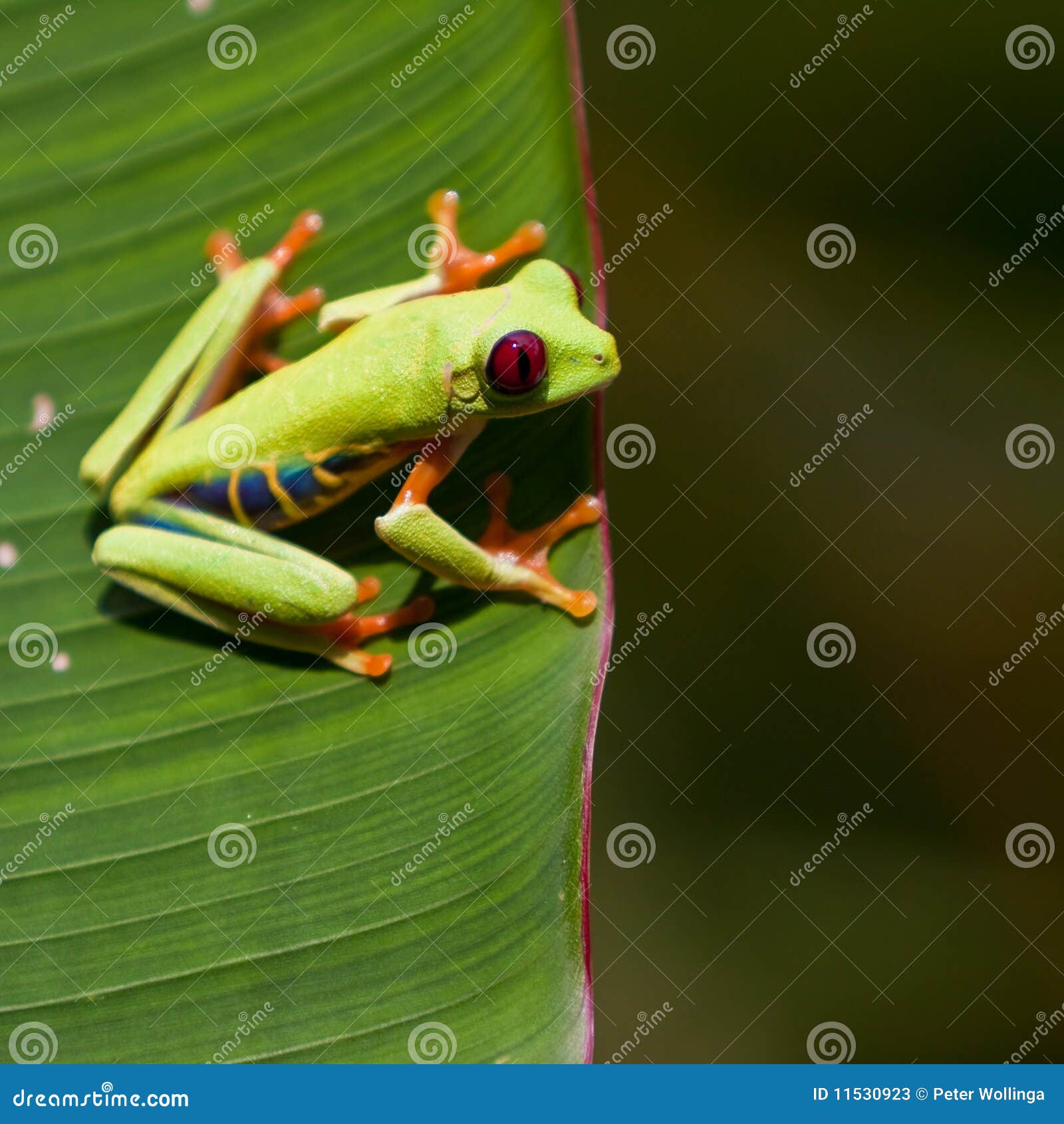 Red-eyed tree frog on leaf stock image. Image of jungle - 11530923