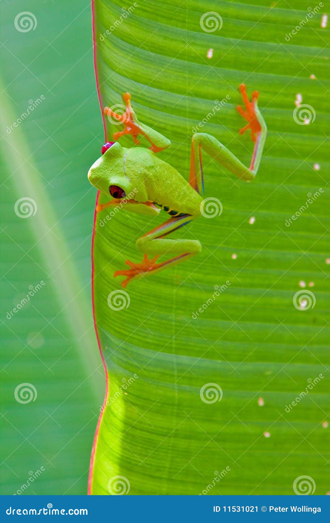 Red-eyed tree frog on leaf stock image. Image of green - 11531021
